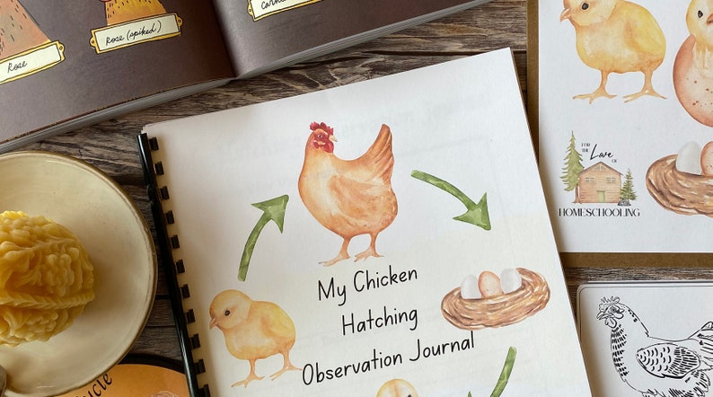 Chicken Life Cycle Nature Study - Etsy