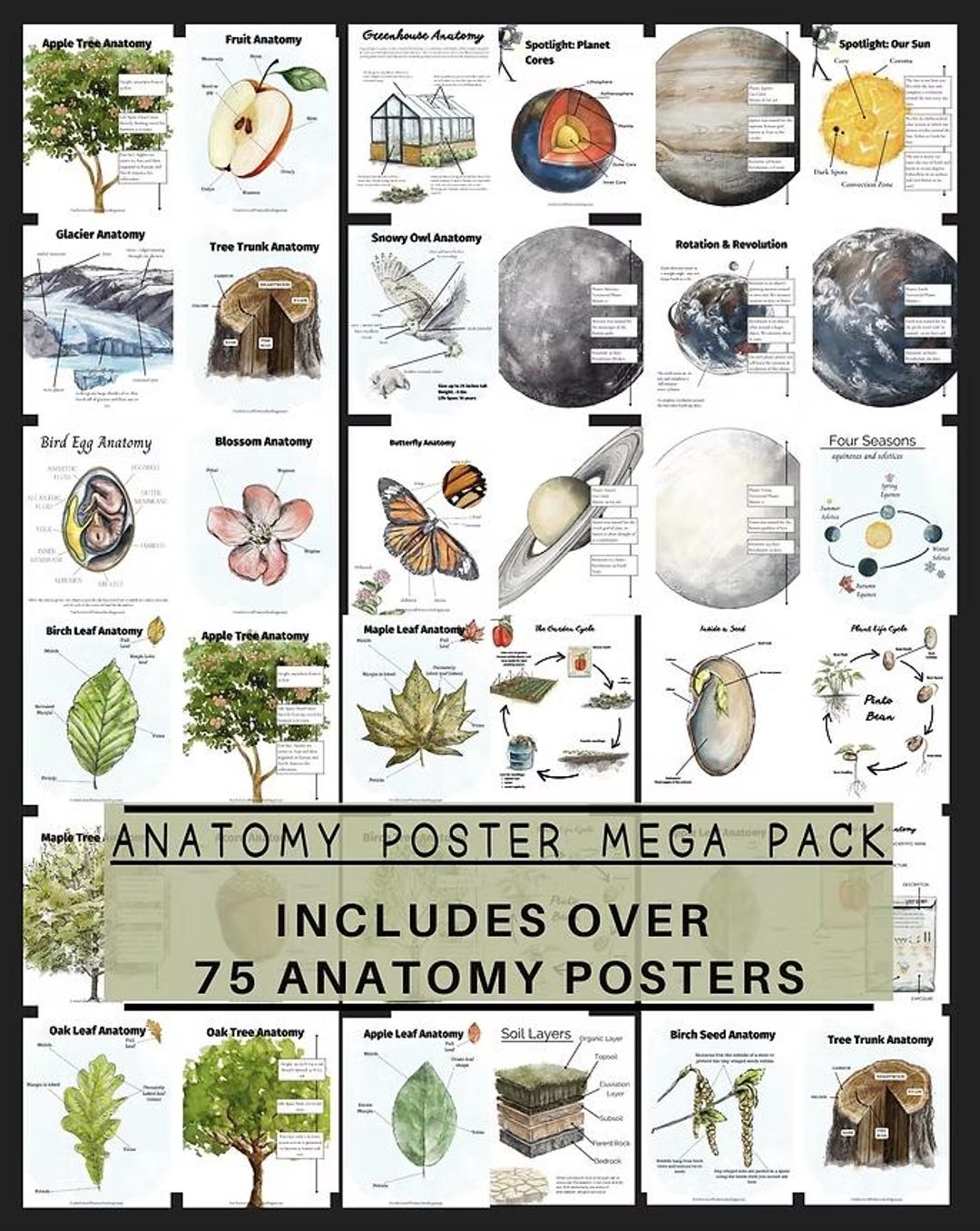 Anatomy MEGA Bundle Poster Pack - Etsy