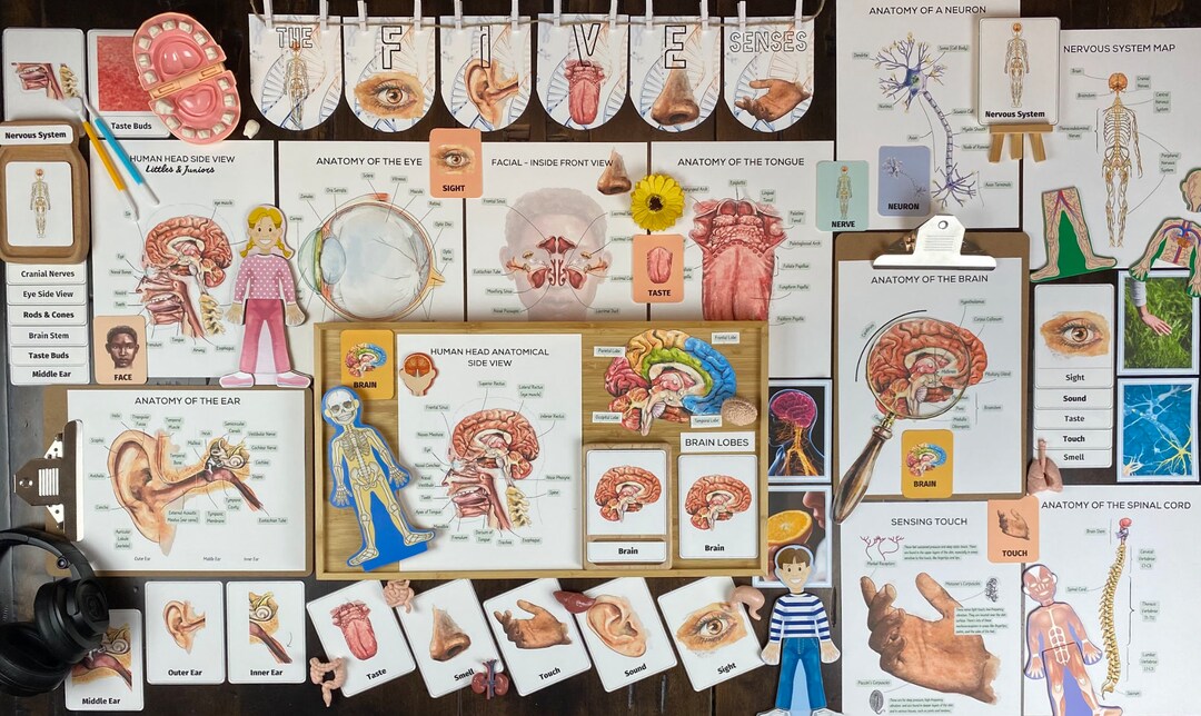 The Nervous System and the 5 Senses Nature Study - Etsy