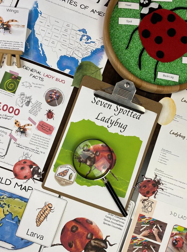 Seven Spotted Ladybug Unit Study - Etsy