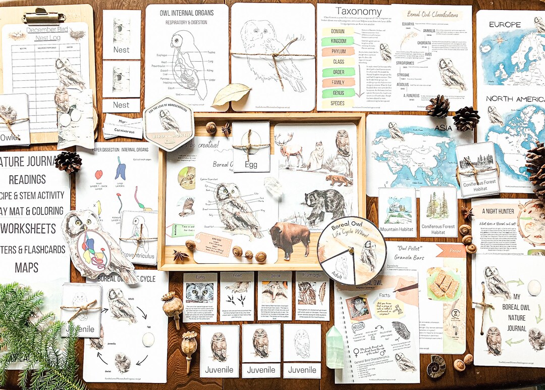Boreal Owl Unit Study - Etsy