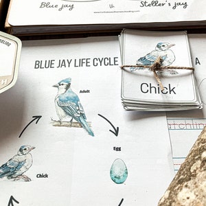 Blue Jay Unit Study - Etsy