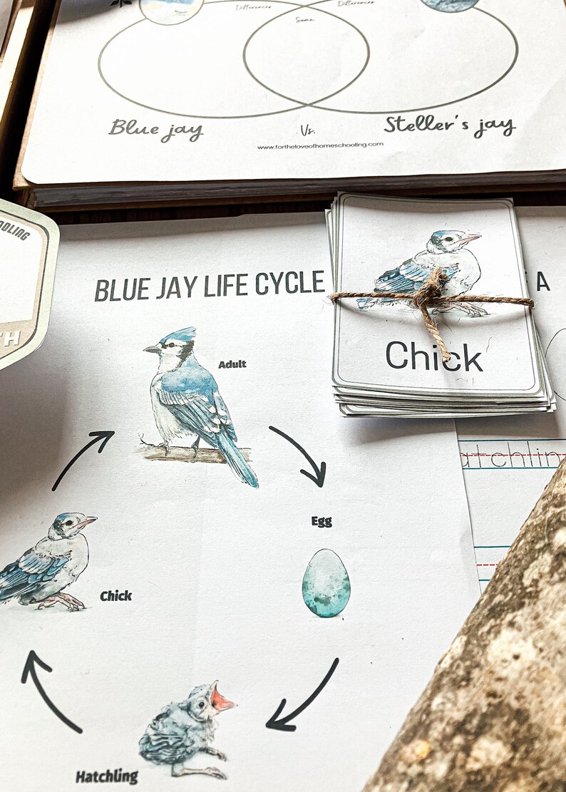 Blue Jay Unit Study - Etsy