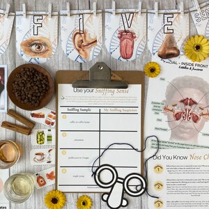 The Nervous System and the 5 Senses Nature Study - Etsy