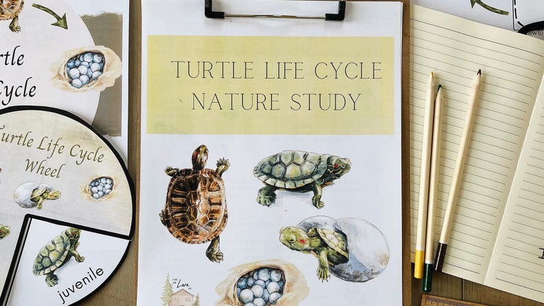 Turtle Life Cycle Nature Study - Etsy