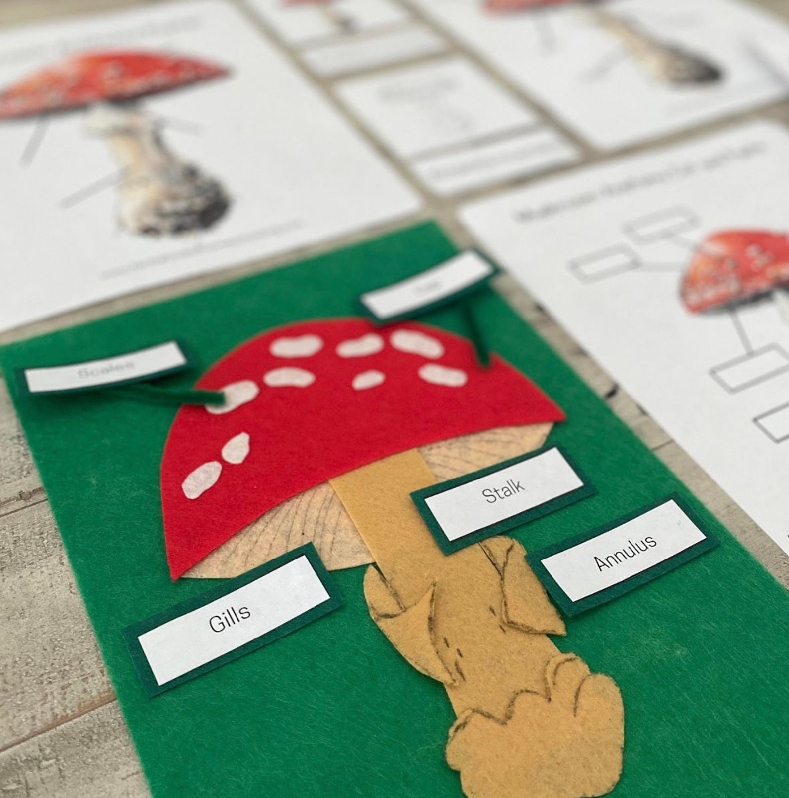 Mushroom Anatomy Felt Unit - Etsy