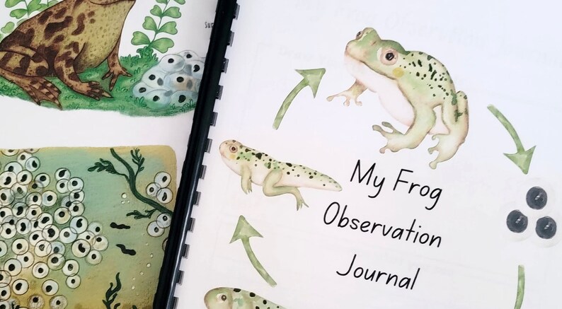 Frog Life Cycle Nature Study - Etsy