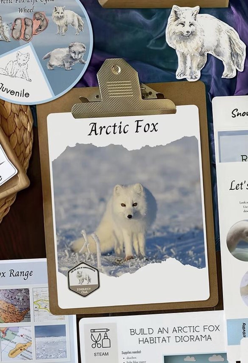 Arctic Fox Nature Study - Etsy