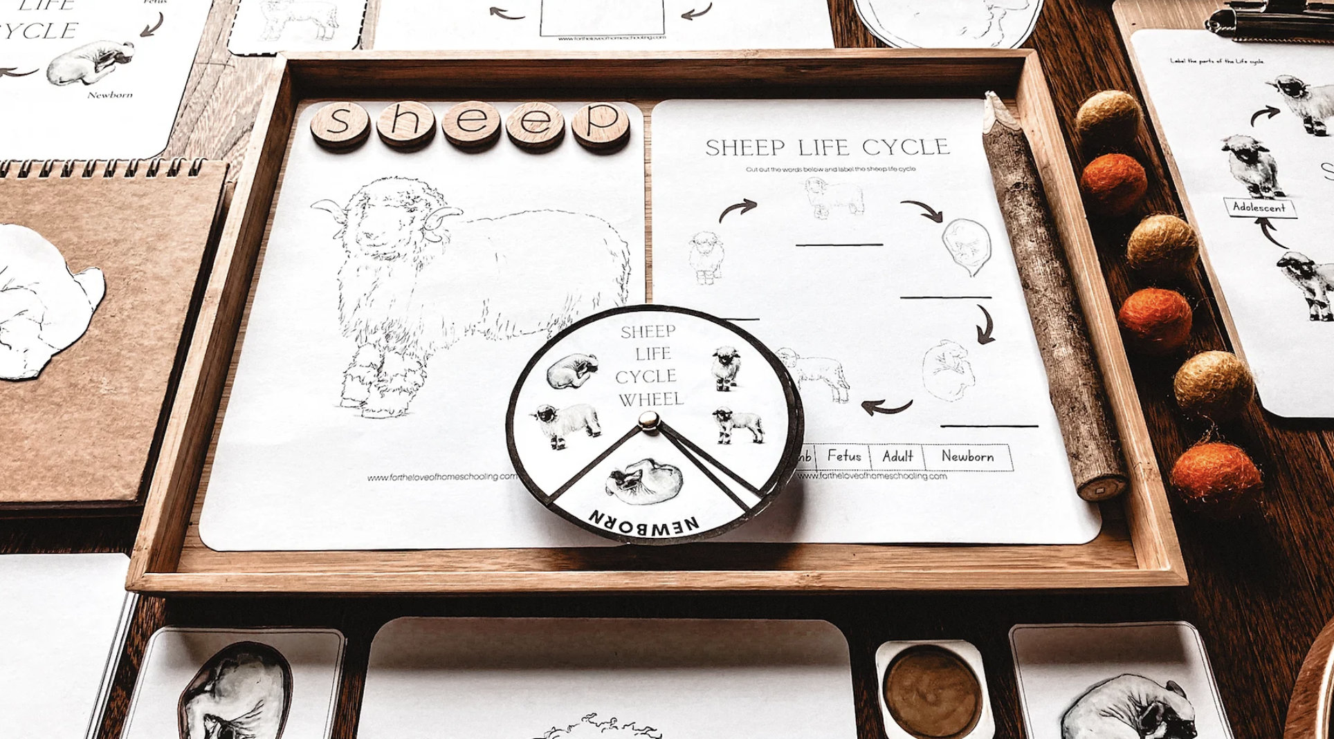 Sheep Life Cycle Nature Study - Etsy