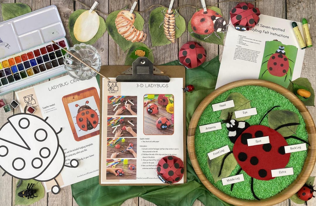 Seven Spotted Ladybug Unit Study - Etsy