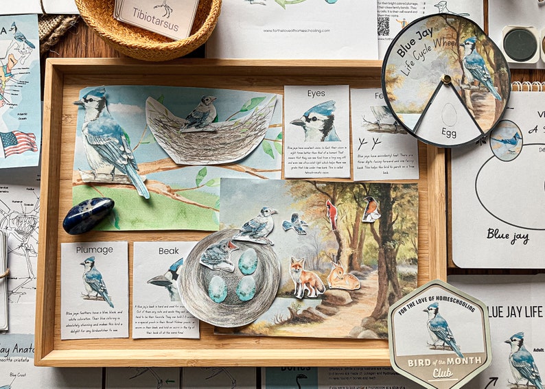 Blue Jay Unit Study - Etsy