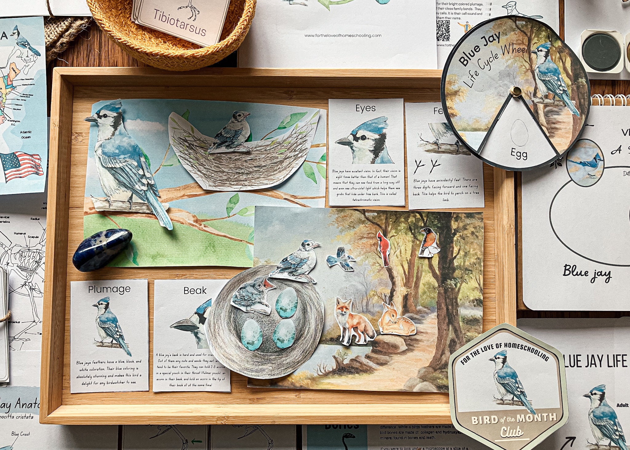 Blue Jay Unit Study - Etsy