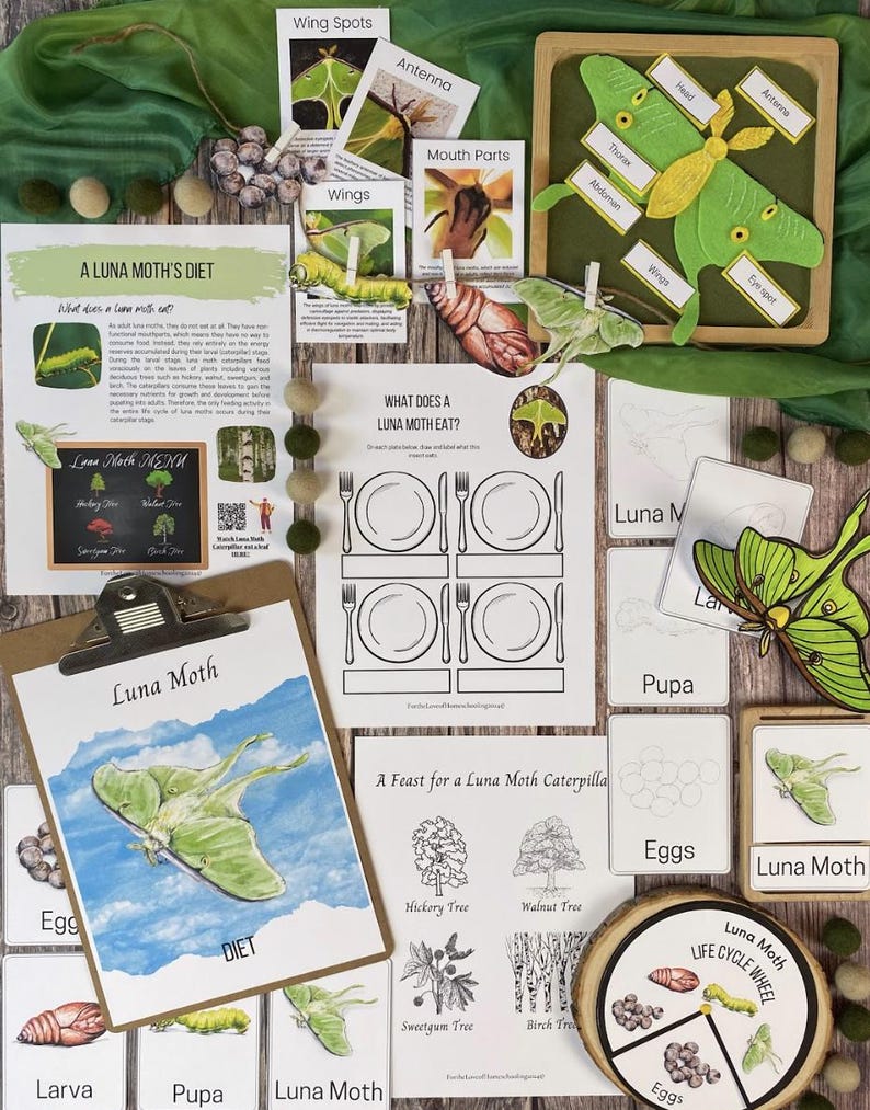 Luna Moth Unit Study - Etsy