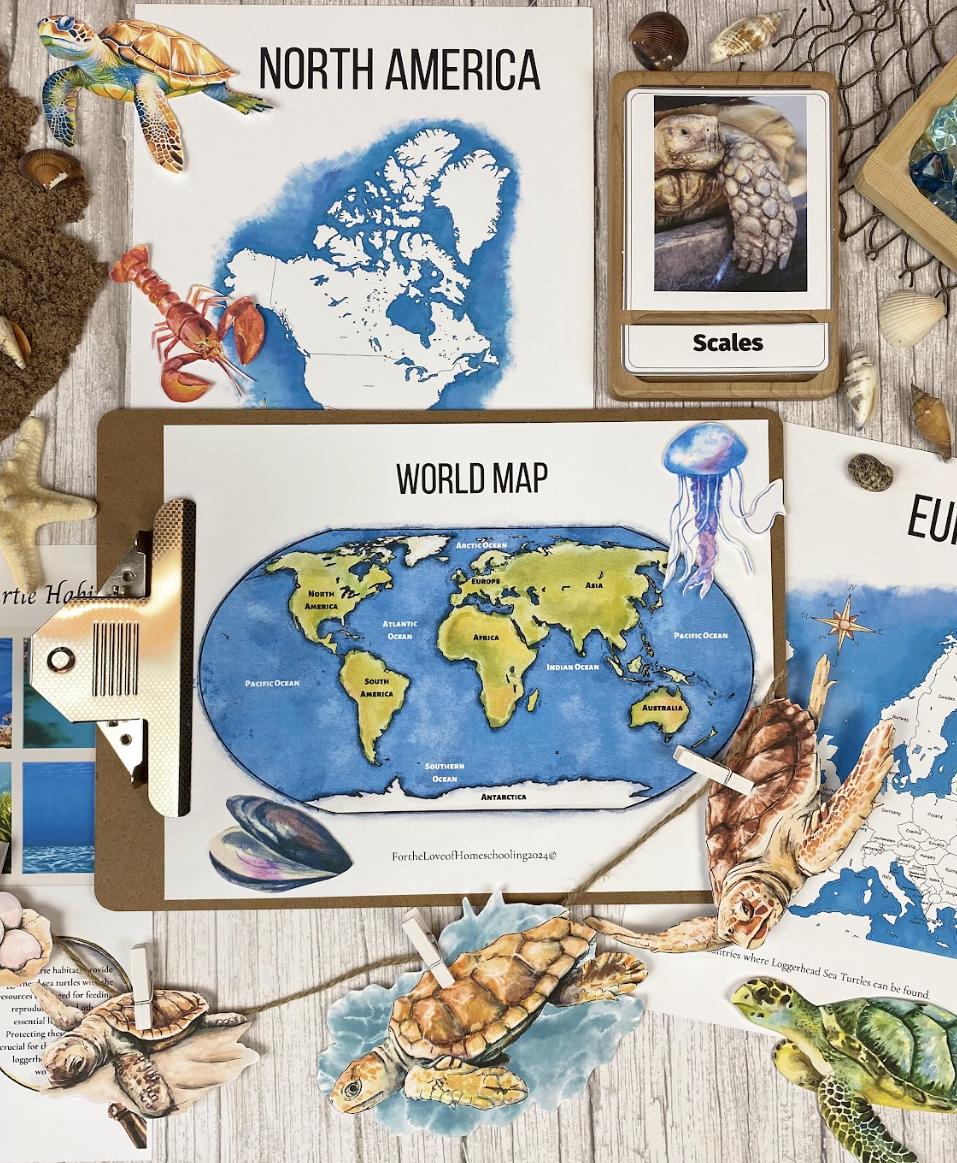 Loggerhead Sea Turtle Nature Study - Etsy