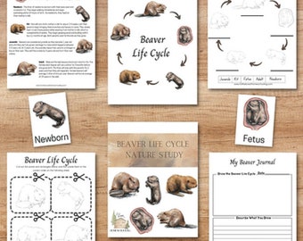 BEAVER Mini Study STEM & Montessori Activities Posters Life Cycle ...
