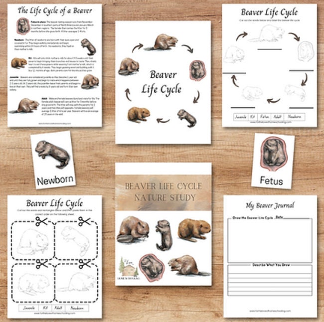 Beaver Life Cycle Nature Study - Etsy