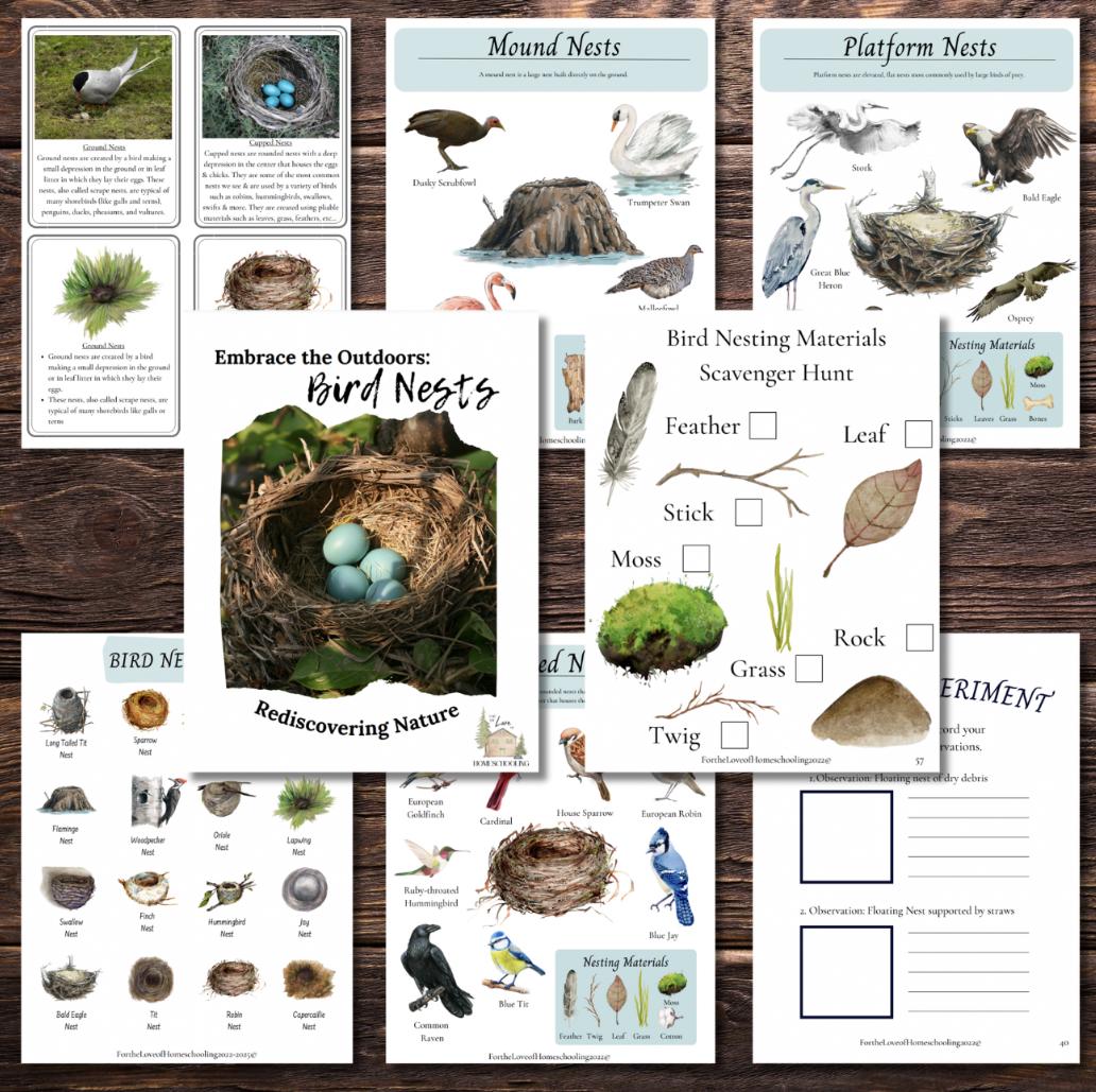 Embrace the Outdoors: Bird Nests - Etsy