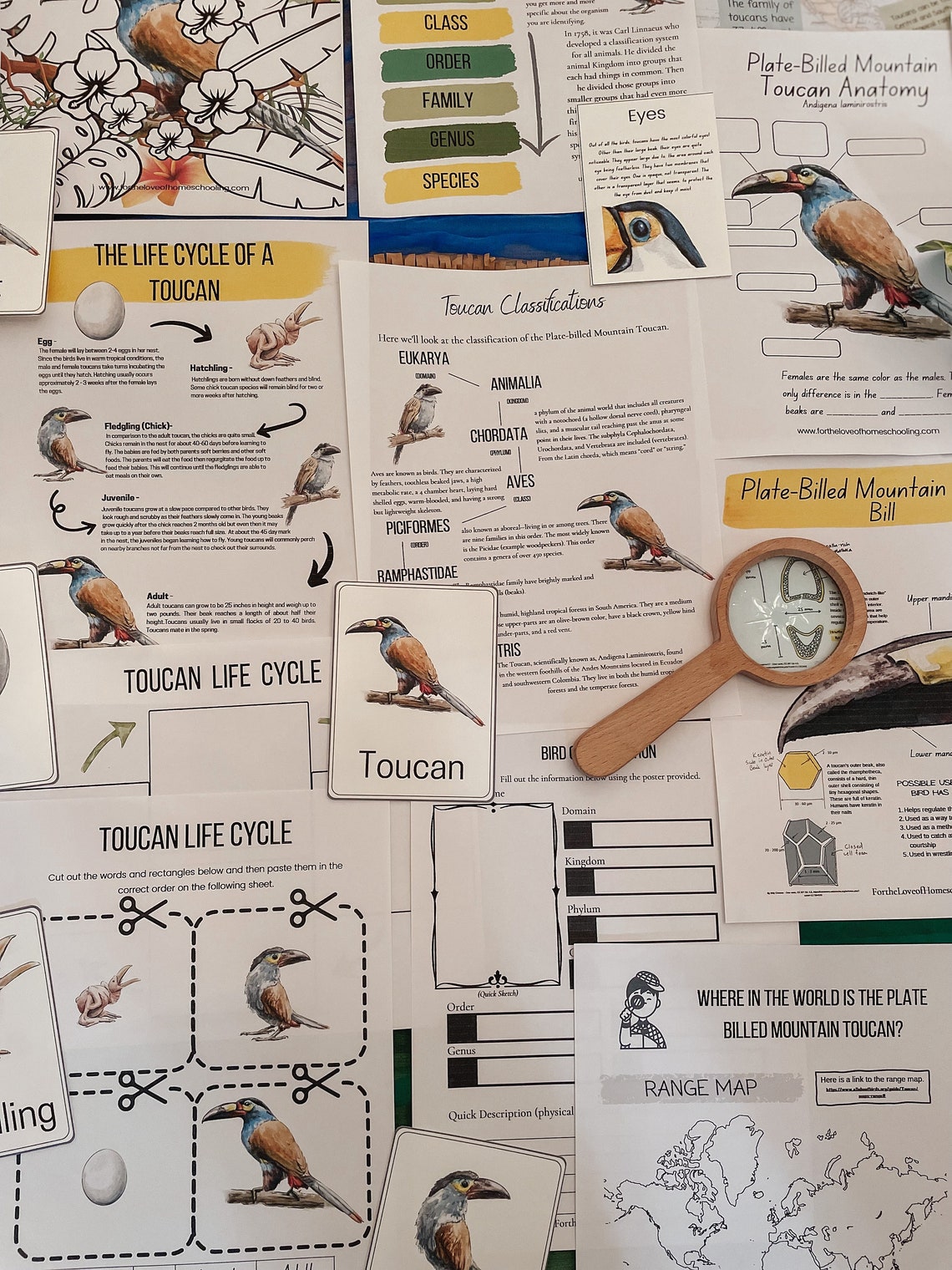 Plate-billed Mountain Toucan Nature Study - Etsy