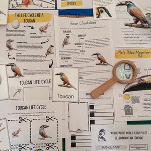 Plate-billed Mountain Toucan Nature Study - Etsy