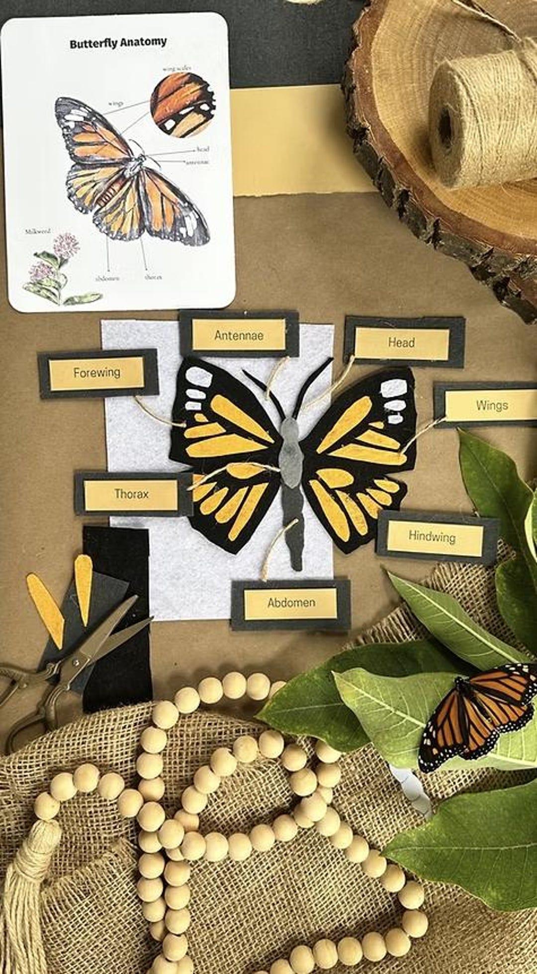 Butterfly Felt Anatomy Pack - Etsy