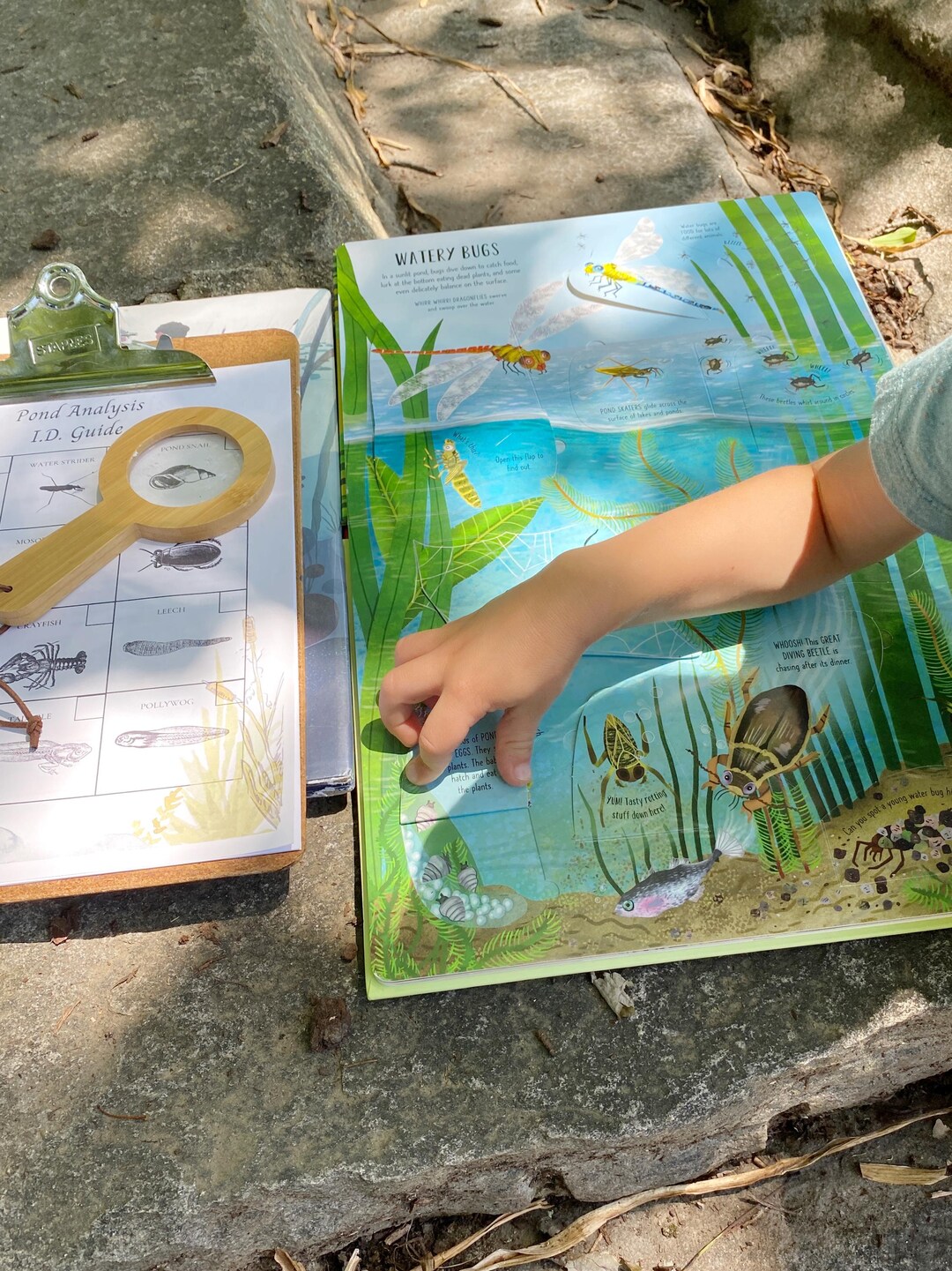 Pond Analysis & Food Chain Game - Etsy