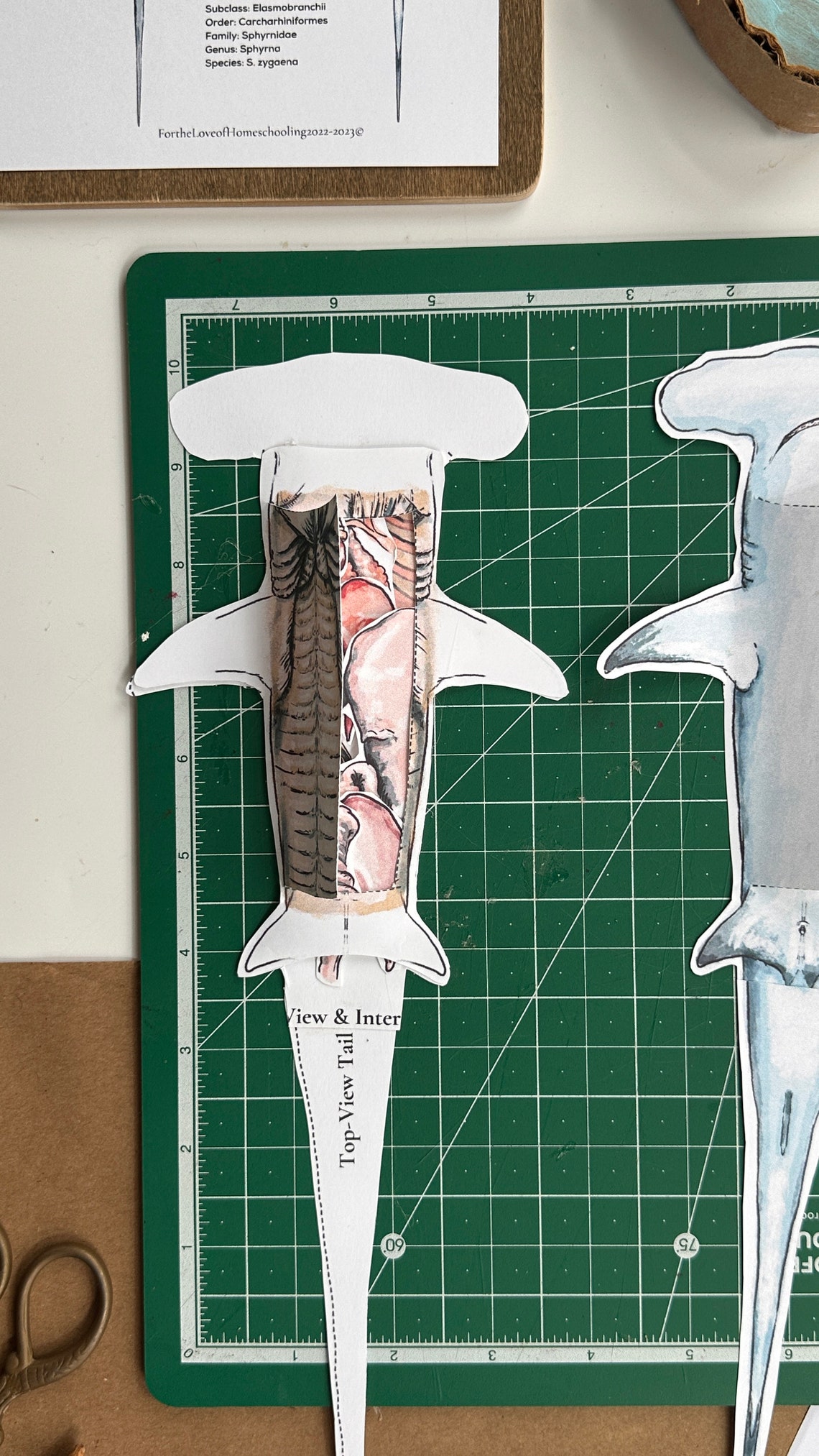 Hammerhead Shark Dissection - Etsy