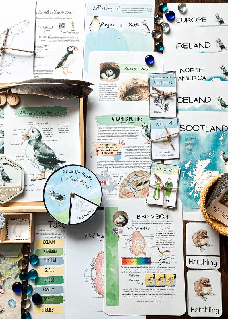 Atlantic Puffin Unit Study - Etsy