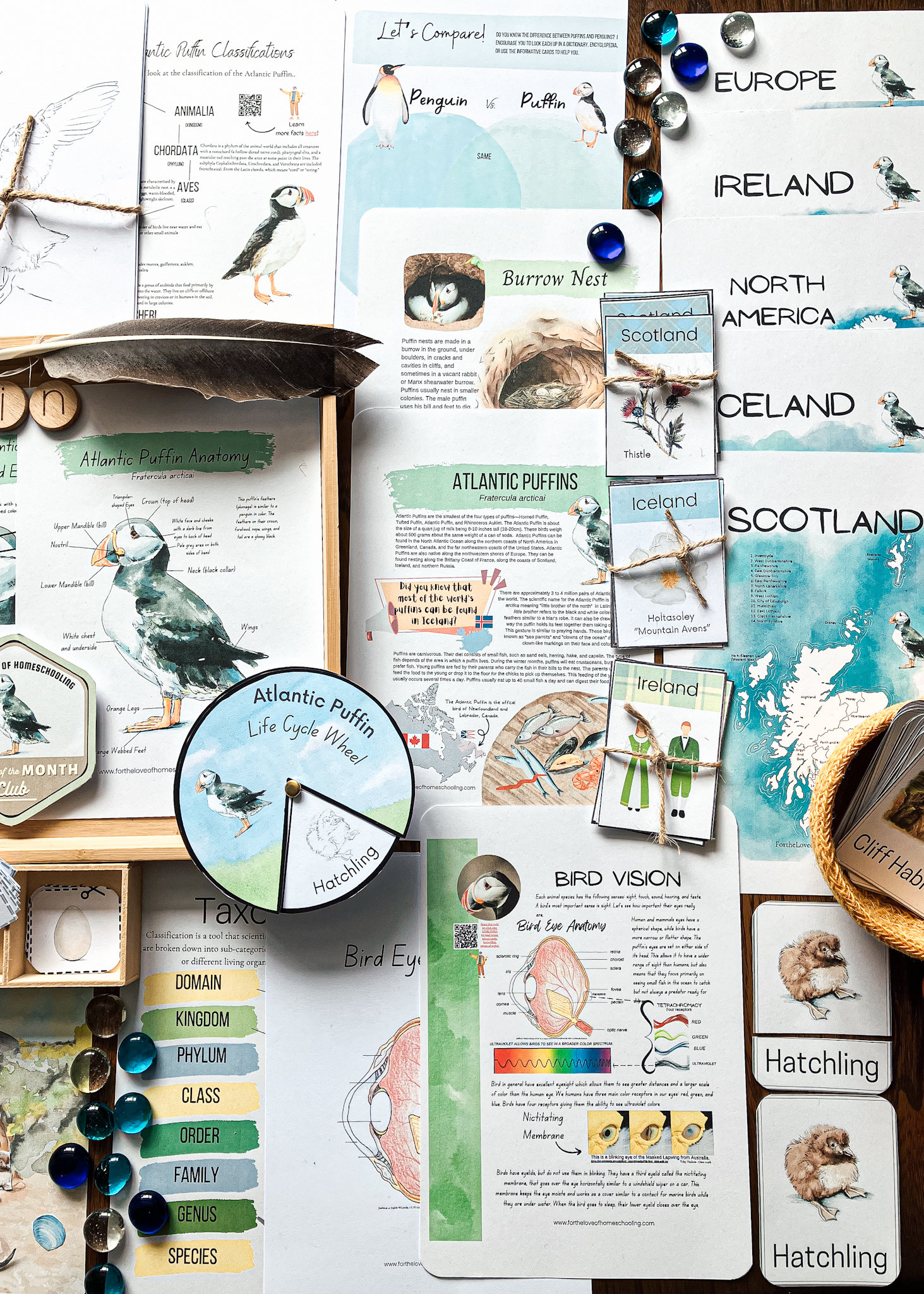 Atlantic Puffin Unit Study - Etsy