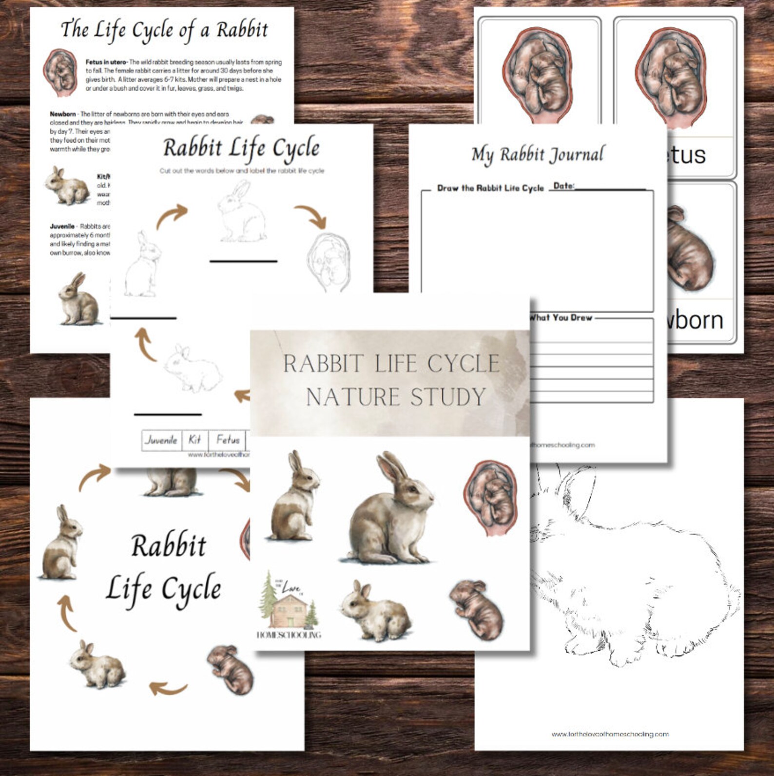 Rabbit Life Cycle Nature Study - Etsy