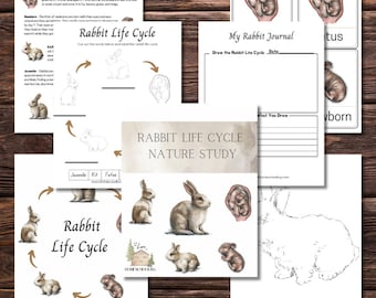 Rabbit Life Cycle Foldable Learning Activity for Kids A4 and 11x8.5 ...