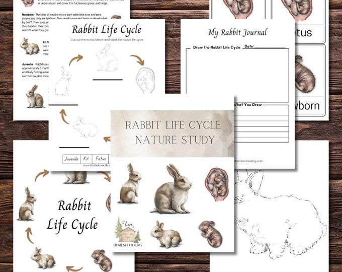 Rabbit Life Cycle Foldable Learning Activity for Kids | A4 and 11x8.5 ...
