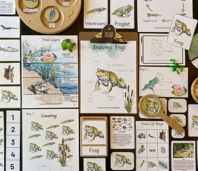 Pond Life Nature Study Unit - Etsy