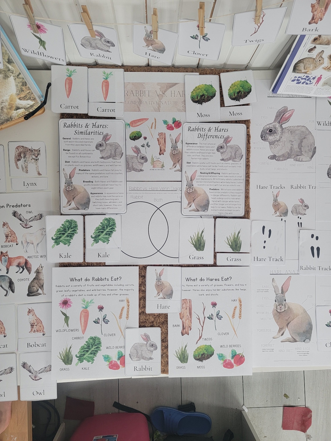 Rabbit Vs. Hare A Comparative Nature Study - Etsy