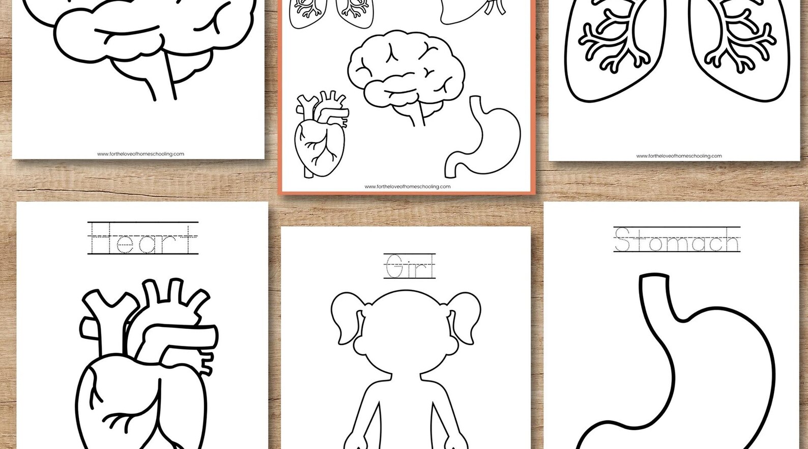 Human Body Mini Bundle - Etsy