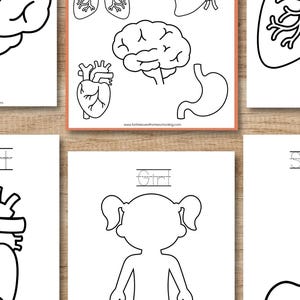 Human Body Mini Bundle - Etsy