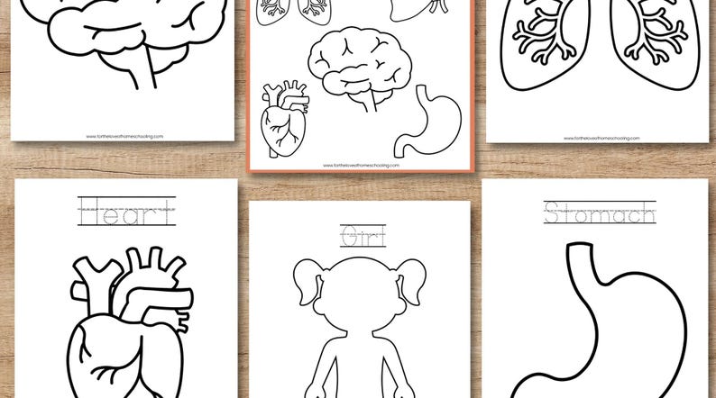 Human Body Mini Bundle - Etsy