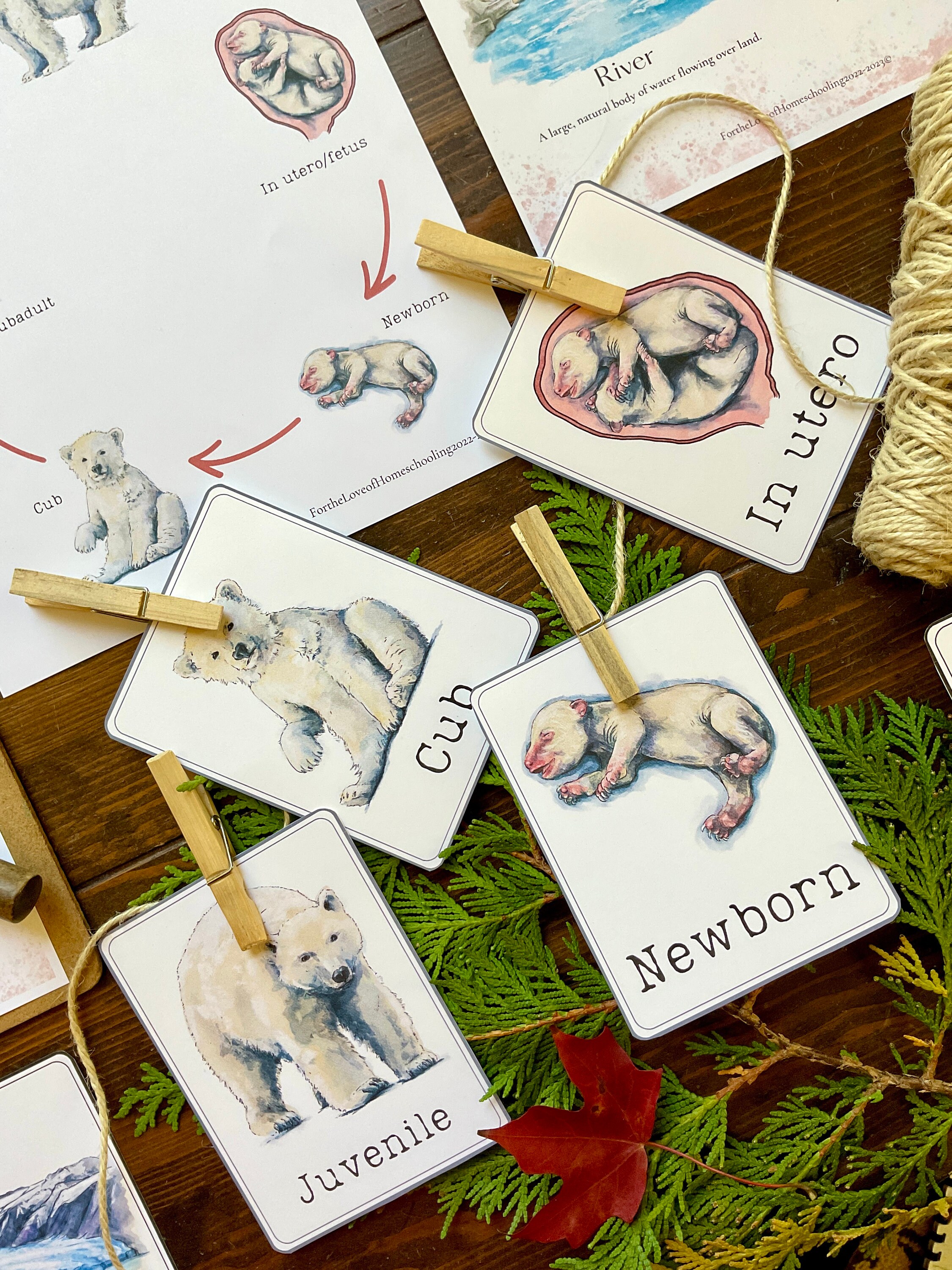 Canada Unit Study - Etsy