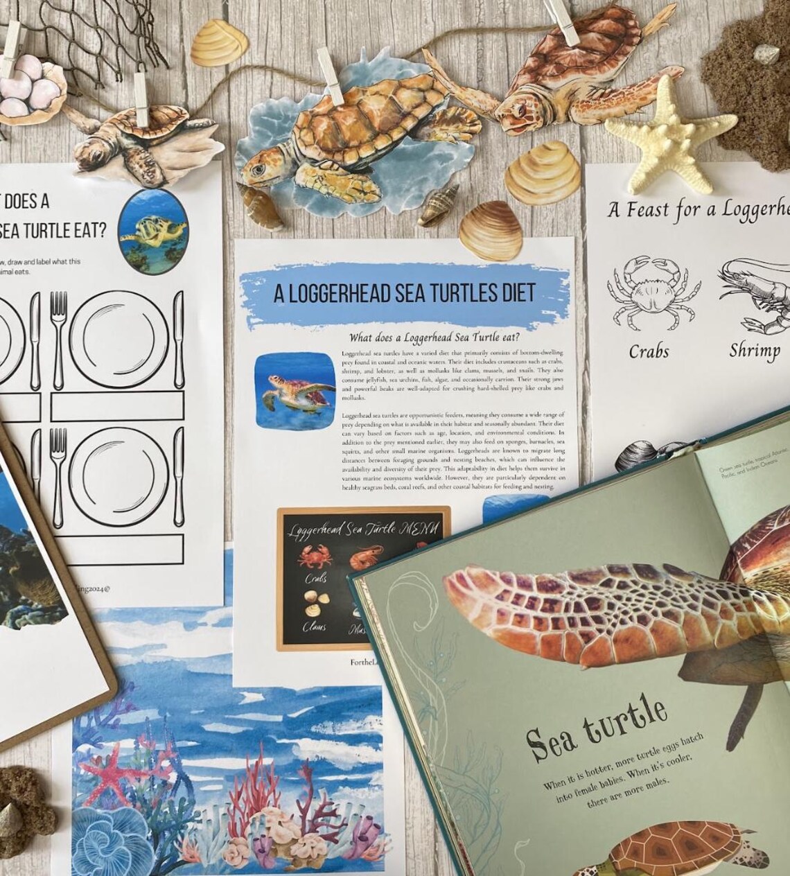 Loggerhead Sea Turtle Nature Study - Etsy