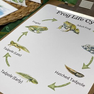 Frogs & Toads A Comparative Nature Study - Etsy