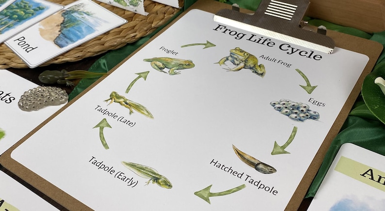 Frogs & Toads A Comparative Nature Study - Etsy