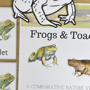 Frogs & Toads A Comparative Nature Study - Etsy