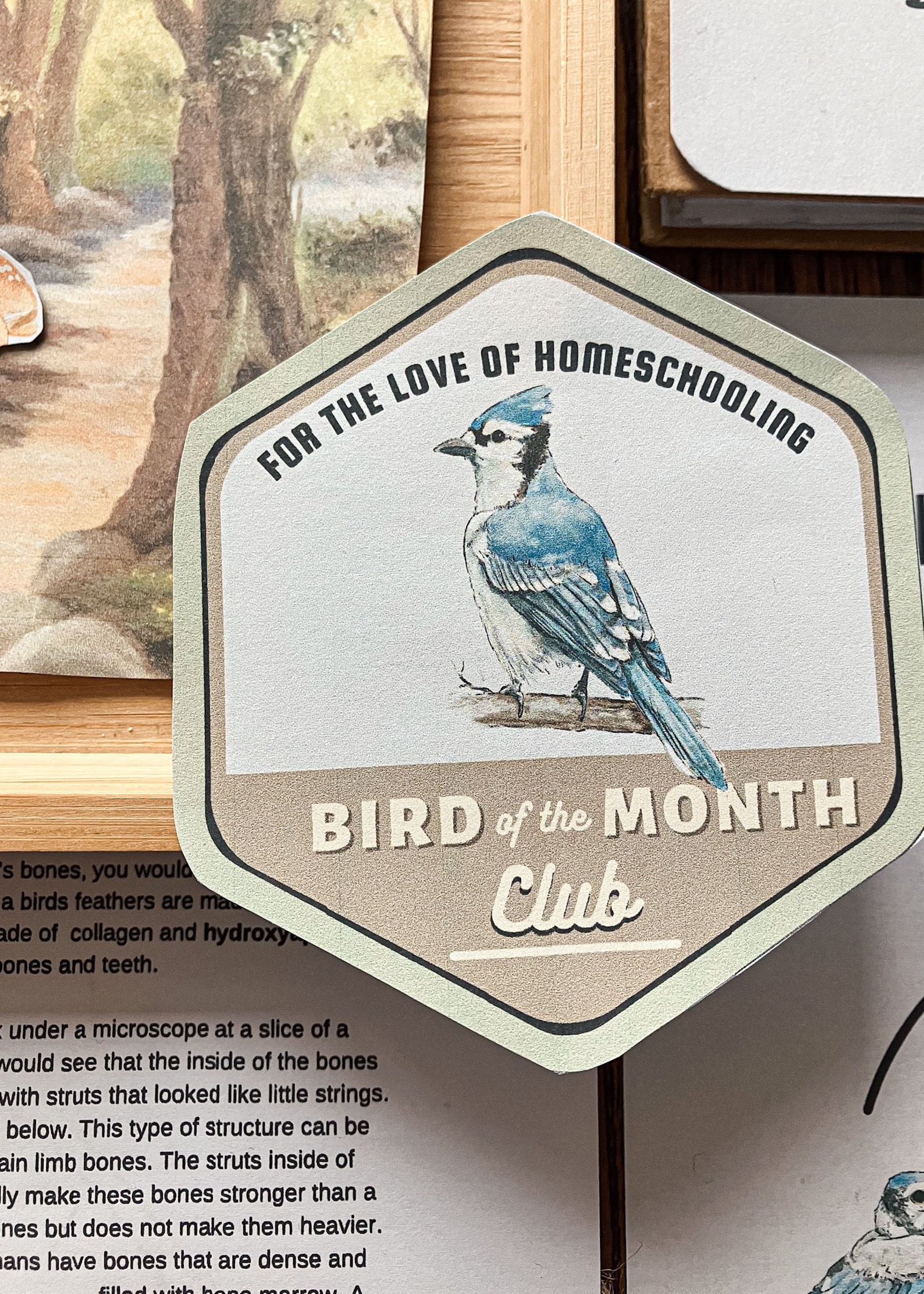 Blue Jay Unit Study - Etsy