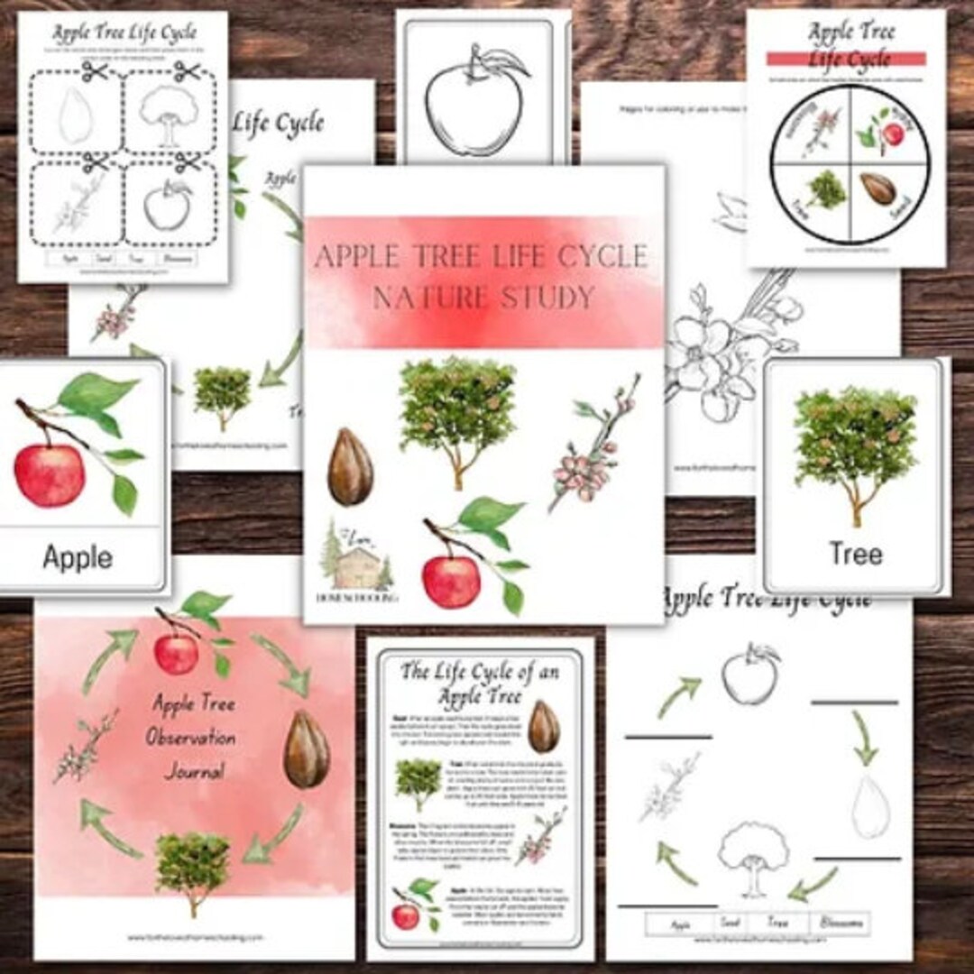 Apple Tree Life Cycle Nature Study - Etsy