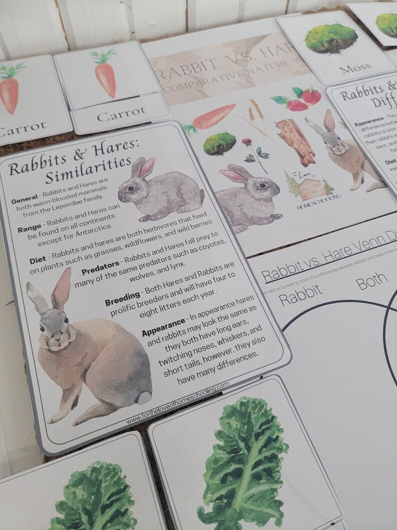 Rabbit Vs. Hare A Comparative Nature Study - Etsy