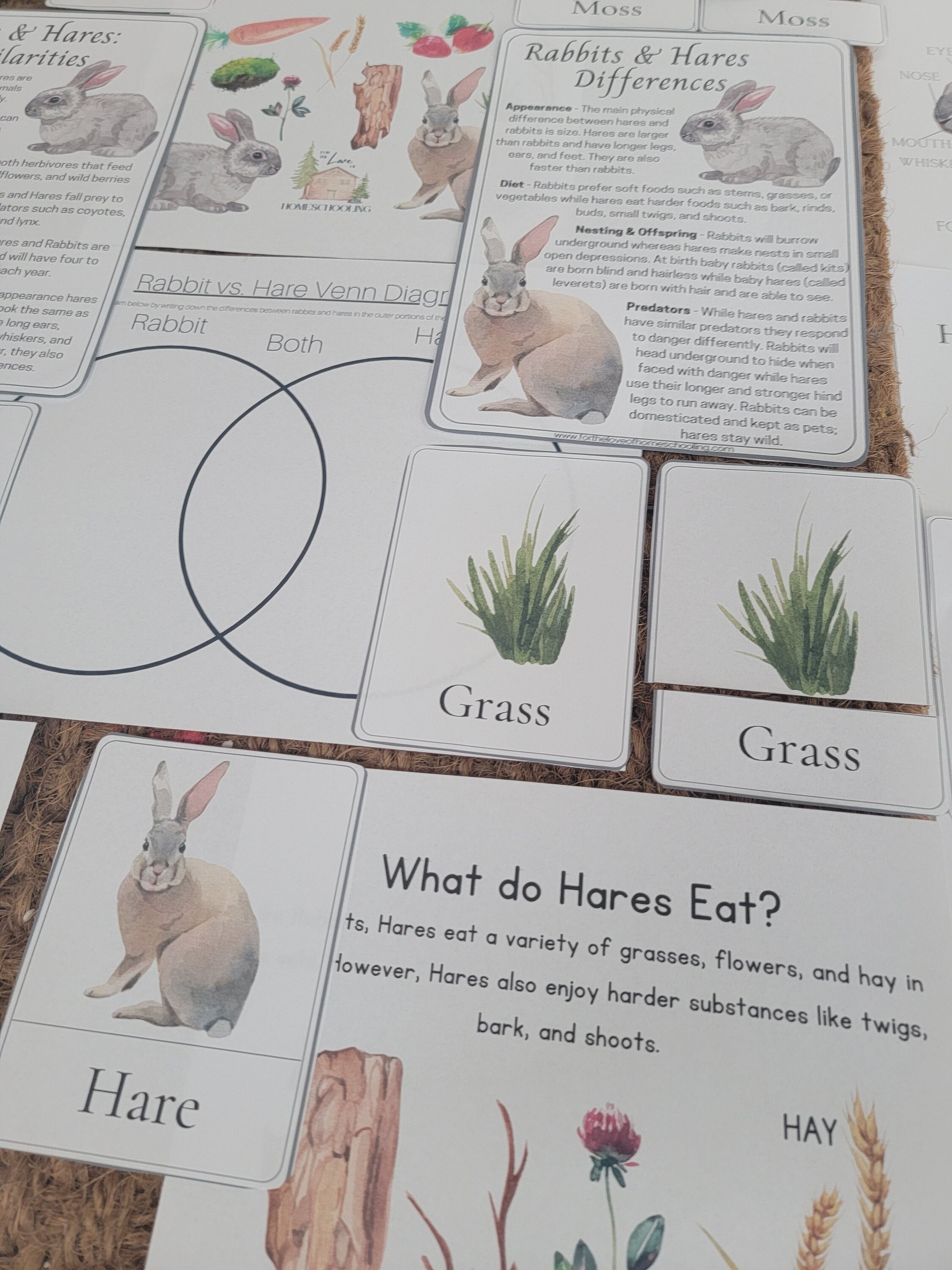 Rabbit Vs. Hare A Comparative Nature Study - Etsy