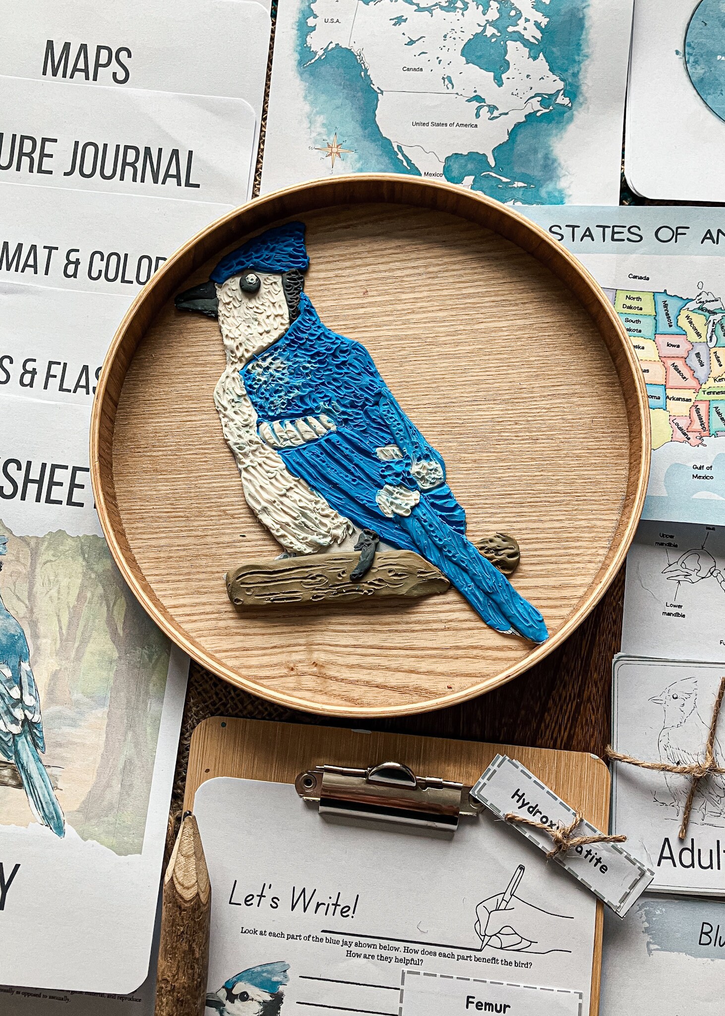 Blue Jay Unit Study - Etsy