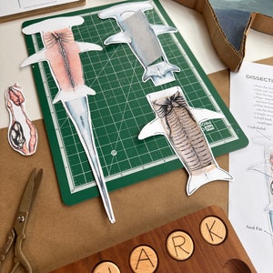 Hammerhead Shark Dissection - Etsy