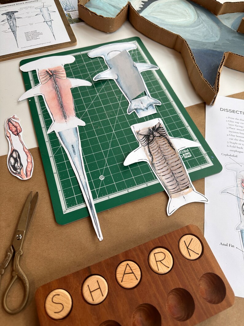 Hammerhead Shark Dissection - Etsy
