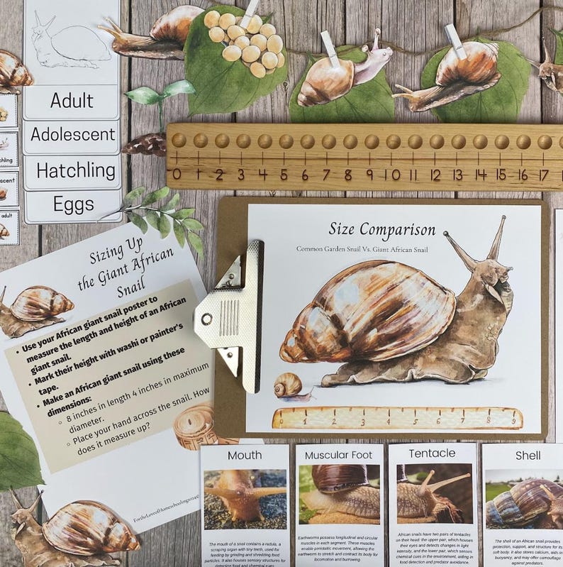 Giant African Snail Unit Study - Etsy