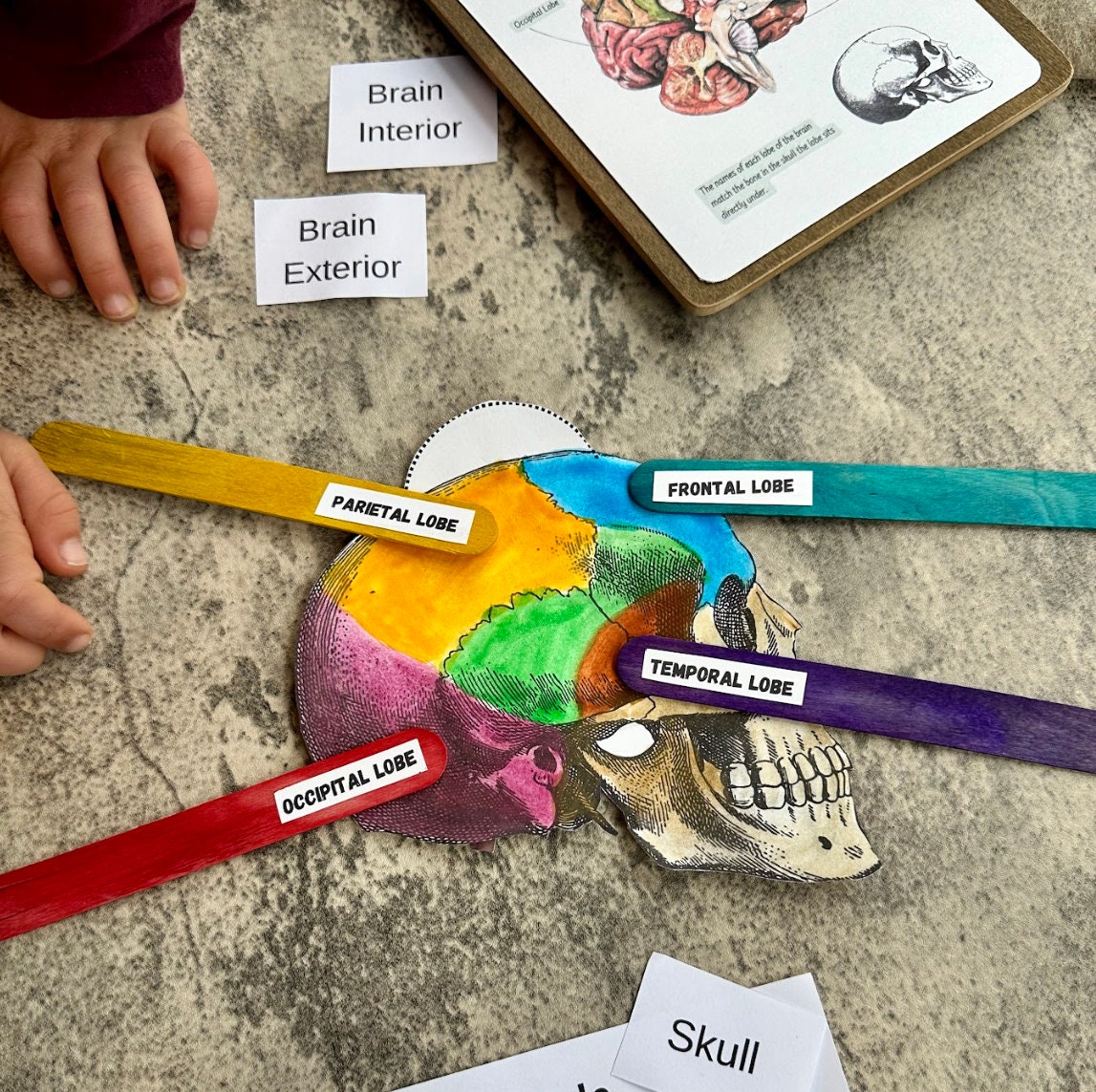 The Nervous System and the 5 Senses Nature Study - Etsy